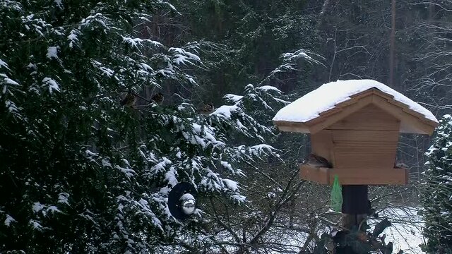 Feldspatzen bilder – Bläddra bland 353 stockfoton, vektorer och videor ...