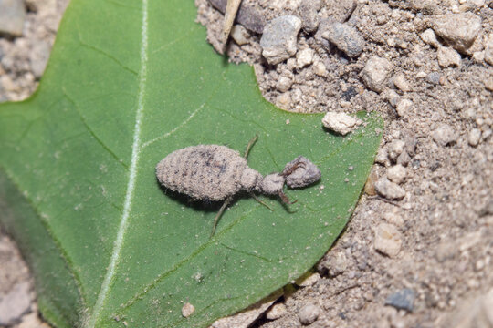 Torito Images – Browse 275 Stock Photos, Vectors, and Video | Adobe Stock