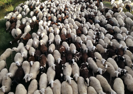 Ovine Imagens – Procure 4,294 fotos, vetores e vídeos | Adobe Stock