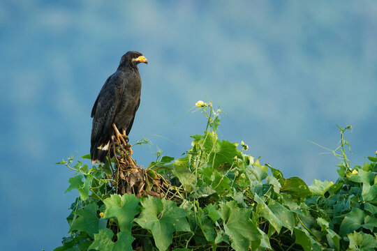 Black-Hawk Images – Browse 51 Stock Photos, Vectors, and Video | Adobe ...