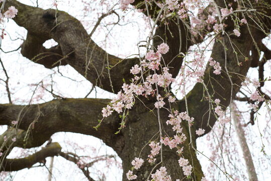 Tamura Images – Browse 62 Stock Photos, Vectors, and Video | Adobe Stock