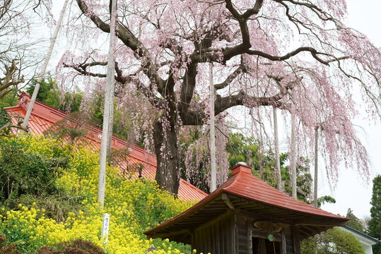 47 BEST Tamura IMAGES, STOCK PHOTOS & VECTORS | Adobe Stock