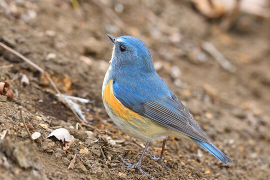 รูปภาพBluetail – เลือกดูภาพถ่ายสต็อก เวกเตอร์ และวิดีโอ1,104 | Adobe Stock