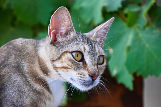 「Tigerkatze」の写真素材 | 1,085件の無料イラスト画像 | Adobe Stock