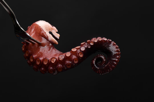 Octopus Legs"」の写真素材 | 79件の無料イラスト画像 | Adobe Stock