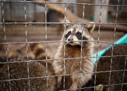 Hurt Zoo Animal Bilder – Durchsuchen 979 Archivfotos, Vektorgrafiken ...
