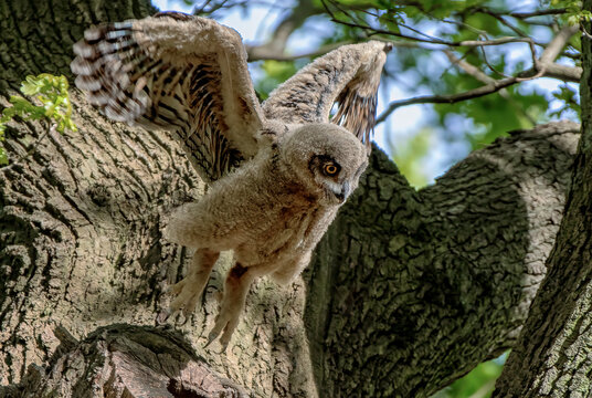 รูปภาพEulen – เลือกดูภาพถ่ายสต็อก เวกเตอร์ และวิดีโอ1,960 | Adobe Stock