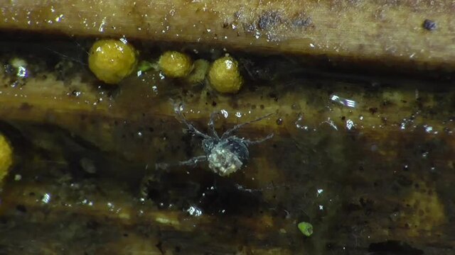 Acarian Bilder – Durchsuchen 9,359 Archivfotos, Vektorgrafiken und ...