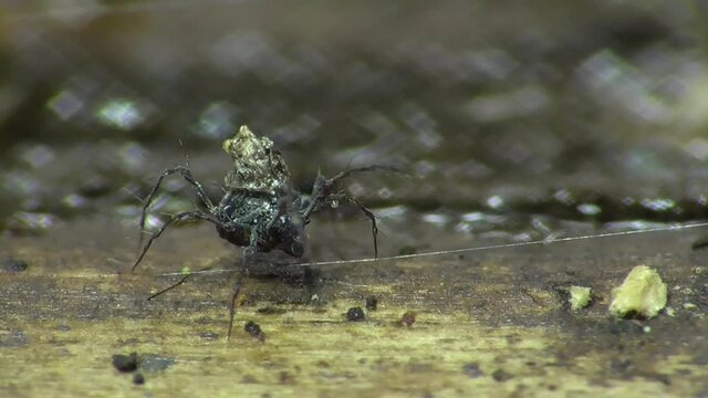 Acarian Bilder – Durchsuchen 9,359 Archivfotos, Vektorgrafiken und ...