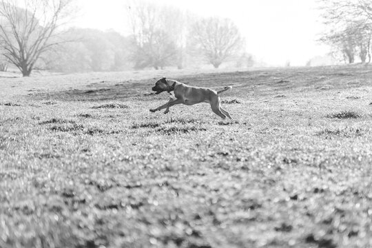 Chient Images – Browse 15 Stock Photos, Vectors, and Video | Adobe Stock