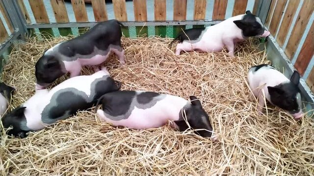 "Hampshire Pig" Images – Browse 549 Stock Photos, Vectors, and Video ...