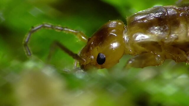 Dermaptera Images – Browse 3,098 Stock Photos, Vectors, and Video ...