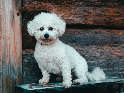 「Biszony」の写真素材 | 100件の無料イラスト画像 | Adobe Stock