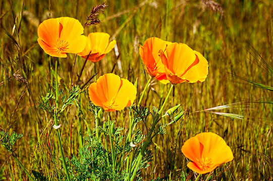 รูปภาพ"Rowena Crest" – เลือกดูภาพถ่ายสต็อก เวกเตอร์ และวิดีโอ369 ...