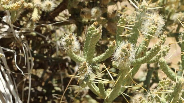"Diamond Cholla" Images – Browse 196 Stock Photos, Vectors, and Video ...