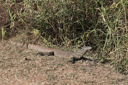 รูปภาพWarane – เลือกดูภาพถ่ายสต็อก เวกเตอร์ และวิดีโอ204 | Adobe Stock
