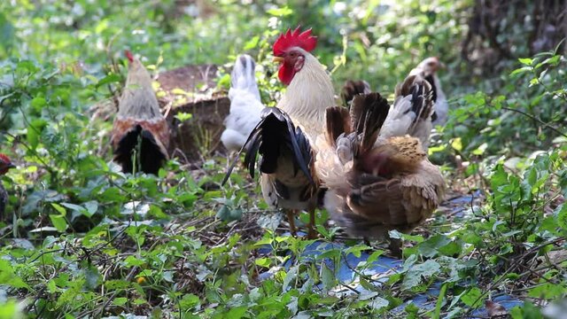 Bantams Images – Parcourir 788,821 le catalogue de photos, vecteurs et vidéos | Adobe Stock