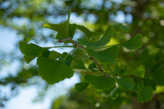 Ginkgoopsida Images – Browse 62 Stock Photos, Vectors, and Video ...