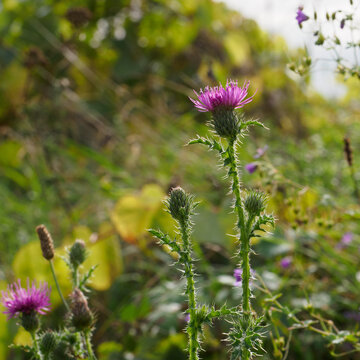 Disteln Images – Browse 2,021 Stock Photos, Vectors, and Video | Adobe ...