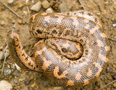 Wüstenspringmaus-Bilder: Stock-Fotos & -Videos. | Adobe Stock