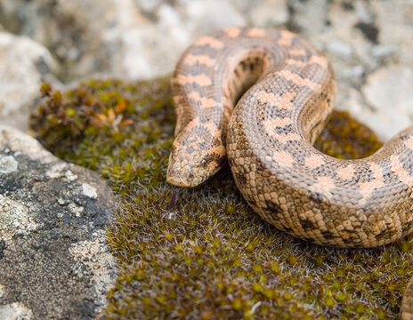 Wüstenspringmaus Bilder – Durchsuchen 240 Archivfotos, Vektorgrafiken ...