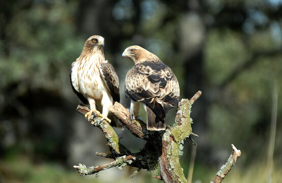 Calzadas Images – Browse 75 Stock Photos, Vectors, and Video | Adobe Stock