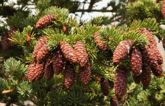 Engelmann Spruce Cone