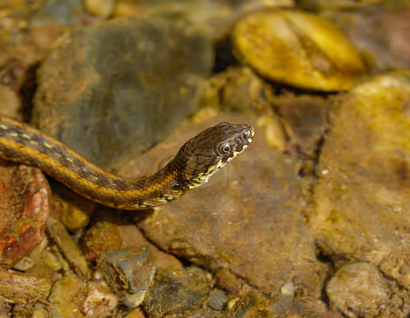 Viperinae Bilder – Durchsuchen 2,435 Archivfotos, Vektorgrafiken und ...