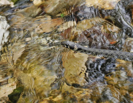 Snok bilder – Bläddra bland 4,423 stockfoton, vektorer och videor ...