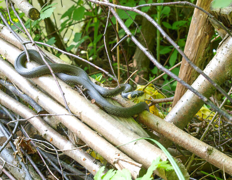 Snok bilder – Bläddra bland 4,423 stockfoton, vektorer och videor ...