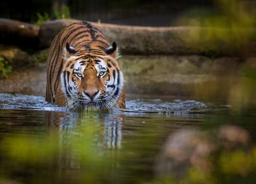 รูปภาพTieger – เลือกดูภาพถ่ายสต็อก เวกเตอร์ และวิดีโอ503 | Adobe Stock