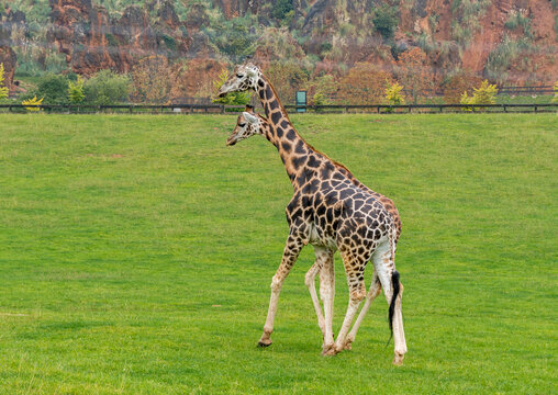 "Animal Nose" bilder – Bläddra bland 6,103 stockfoton, vektorer och ...