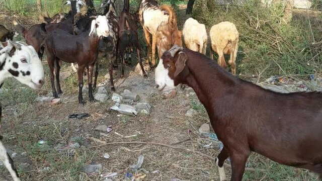 "Goat Background" Images – Browse 109 Stock Photos, Vectors, and Video ...