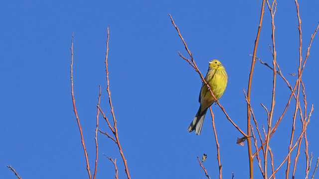 Zigolo Images – Browse 63 Stock Photos, Vectors, and Video | Adobe Stock