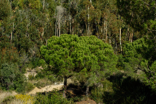 รูปภาพPinus – เลือกดูภาพถ่ายสต็อก เวกเตอร์ และวิดีโอ29,150 | Adobe Stock
