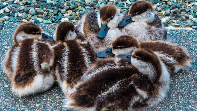 Enten-Baby Bilder – Durchsuchen 1,391 Archivfotos, Vektorgrafiken und ...