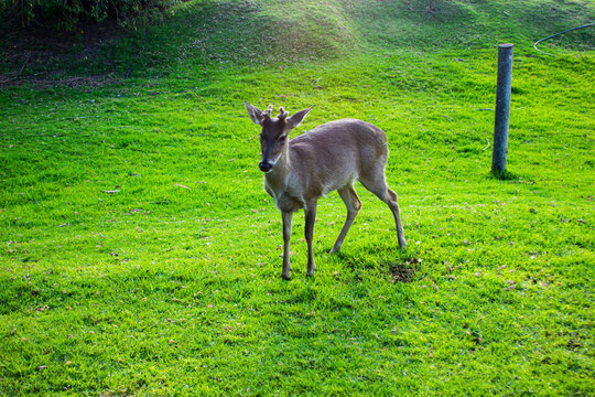 Venado Bilder – Durchsuchen 1,006 Archivfotos, Vektorgrafiken und ...