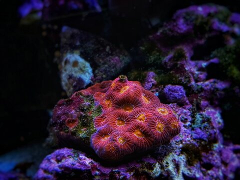 รูปภาพMussidae – เลือกดูภาพถ่ายสต็อก เวกเตอร์ และวิดีโอ217 | Adobe Stock