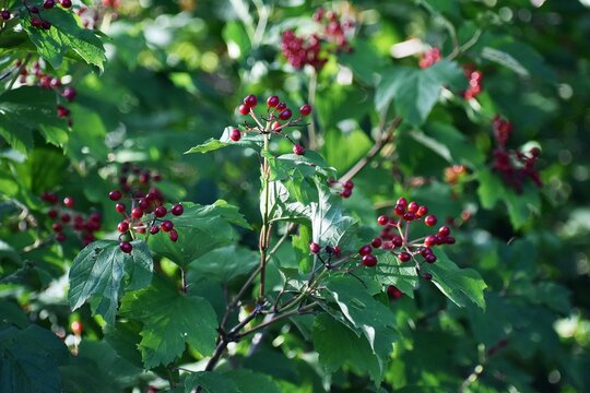 Mooseberry bilder – Bläddra bland 2,699 stockfoton, vektorer och videor ...