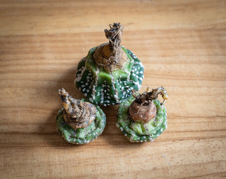 รูปภาพShrivel – เลือกดูภาพถ่ายสต็อก เวกเตอร์ และวิดีโอ53,371 | Adobe Stock