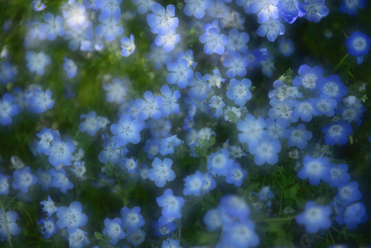 「青い花」の画像 - 776,885 件の Stock 写真、ベクターおよびビデオ | Adobe Stock