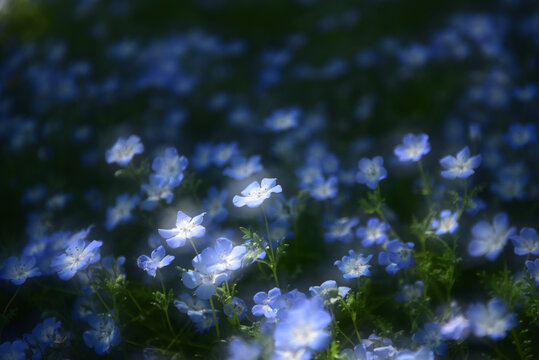 「青い花」の画像 - 776,885 件の Stock 写真、ベクターおよびビデオ | Adobe Stock