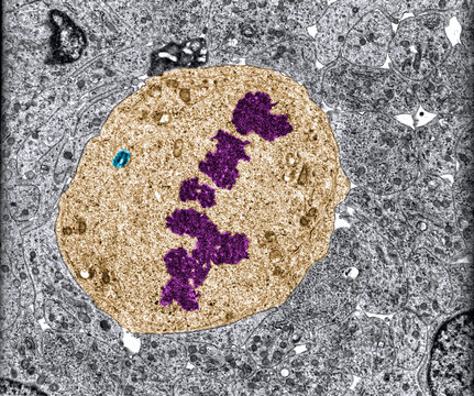 รูปภาพCentriole – เลือกดูภาพถ่ายสต็อก เวกเตอร์ และวิดีโอ496 | Adobe Stock