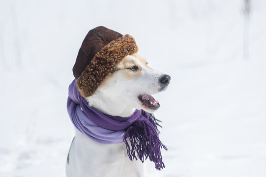「Fur-Cap」の写真素材 | 809件の無料イラスト画像 | Adobe Stock