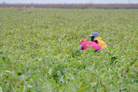 「Churl」の画像 - 494,493 件の Stock 写真、ベクターおよびビデオ | Adobe Stock