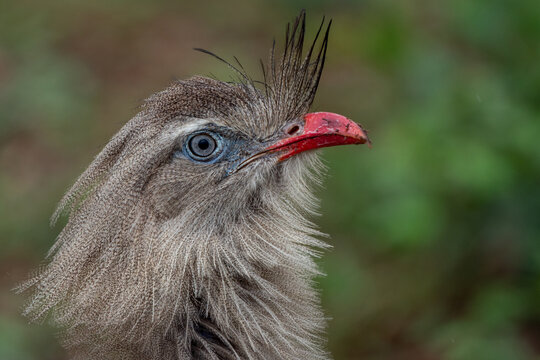 Imágenes de Chunga: descubre bancos de fotos, ilustraciones, vectores y ...