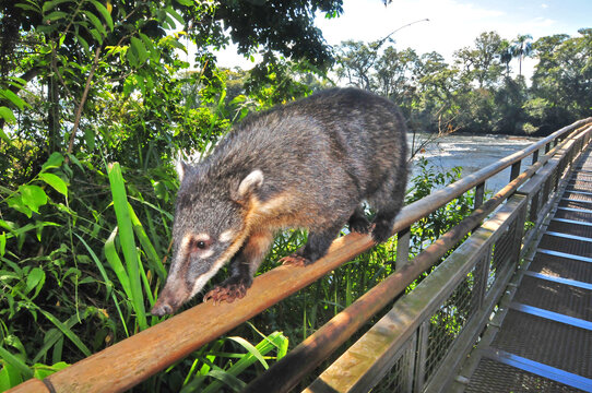 Ostronos bilder – Bläddra bland 16 stockfoton, vektorer och videor ...