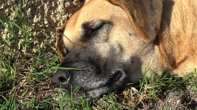 รูปภาพNod – เลือกดูภาพถ่ายสต็อก เวกเตอร์ และวิดีโอ29,751 | Adobe Stock