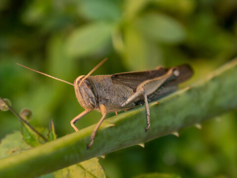 รูปภาพGrylloidea – เลือกดูภาพถ่ายสต็อก เวกเตอร์ และวิดีโอ274 | Adobe Stock