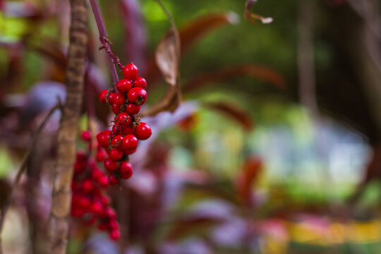 รูปภาพSpiceberry – เลือกดูภาพถ่ายสต็อก เวกเตอร์ และวิดีโอ3,062 | Adobe ...